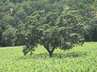 12 Rows of Vines: Not What You Might Expect from Cali Cab (Arnot ...