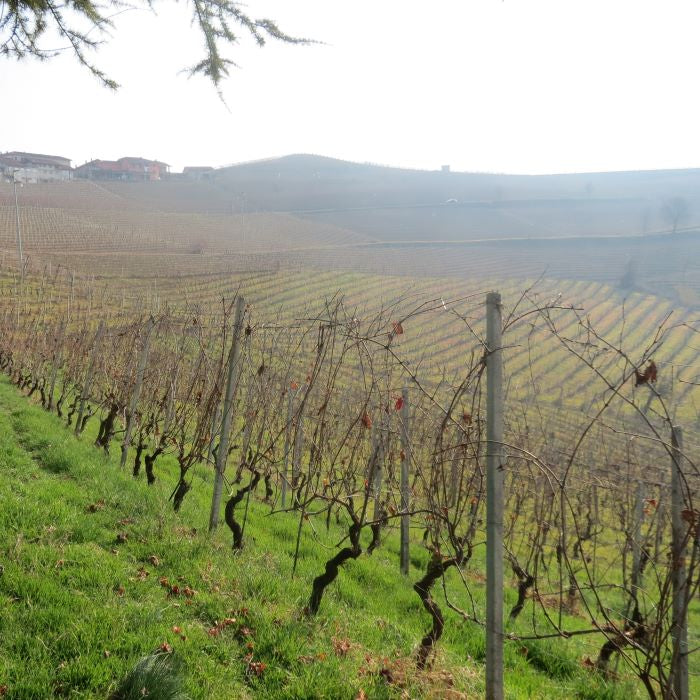 "This is a stellar set of wines from Luca Roagna."2018 Roagna Barbares ...