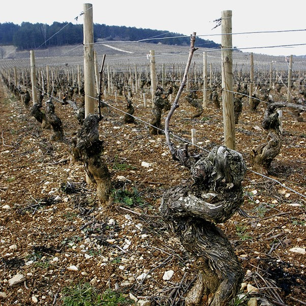 "Racy, detailed and refined" -2023 Lafon Volnay – Crush Wine & Spirits